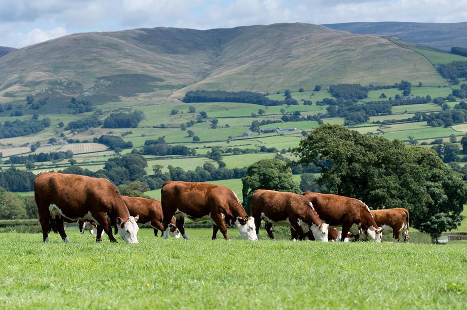 Netherhall Herefords feature in Farmers Weekly - Cogent UK