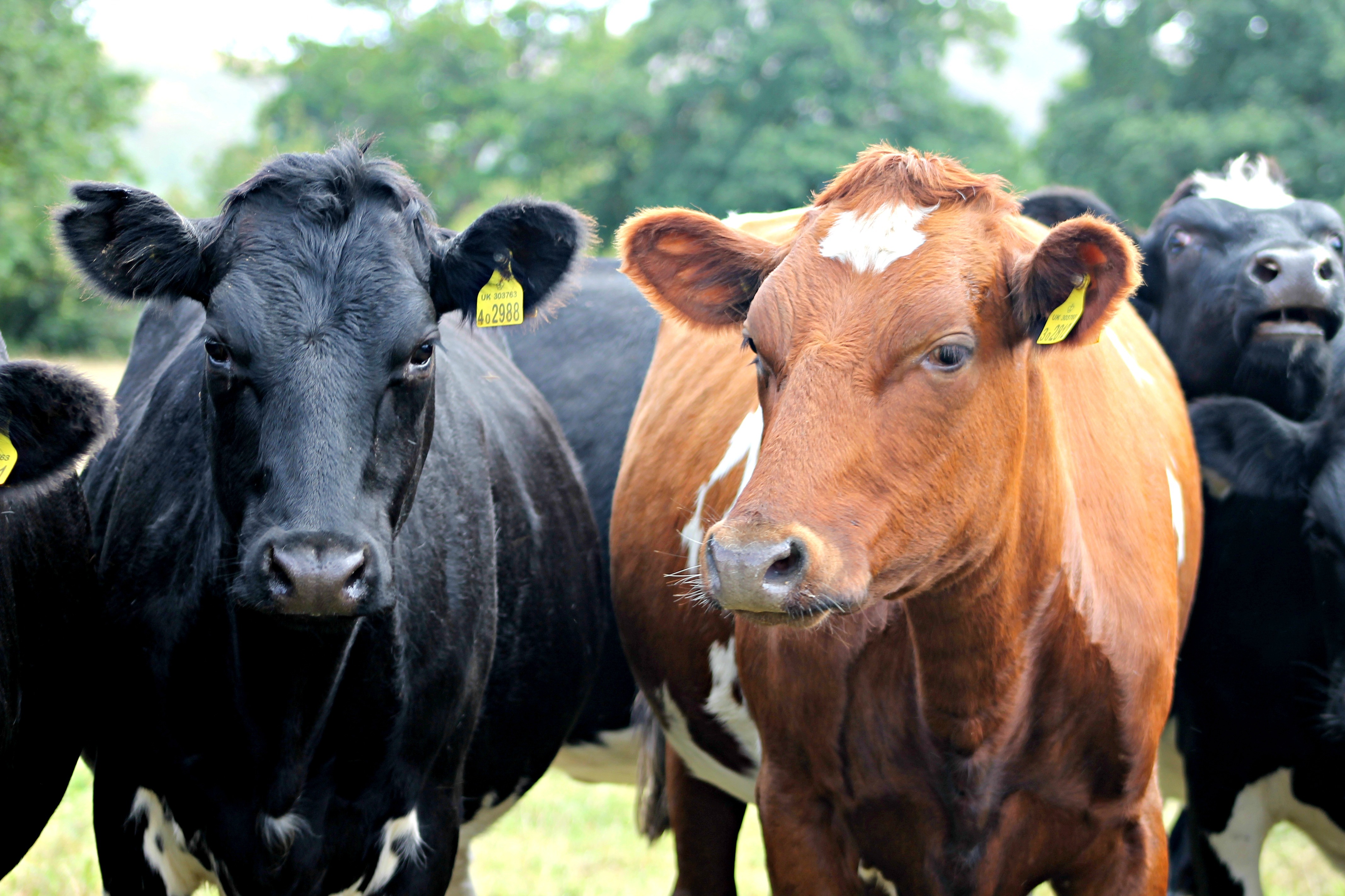 Spring calving pasture-based farmer grows business exponentially with ...