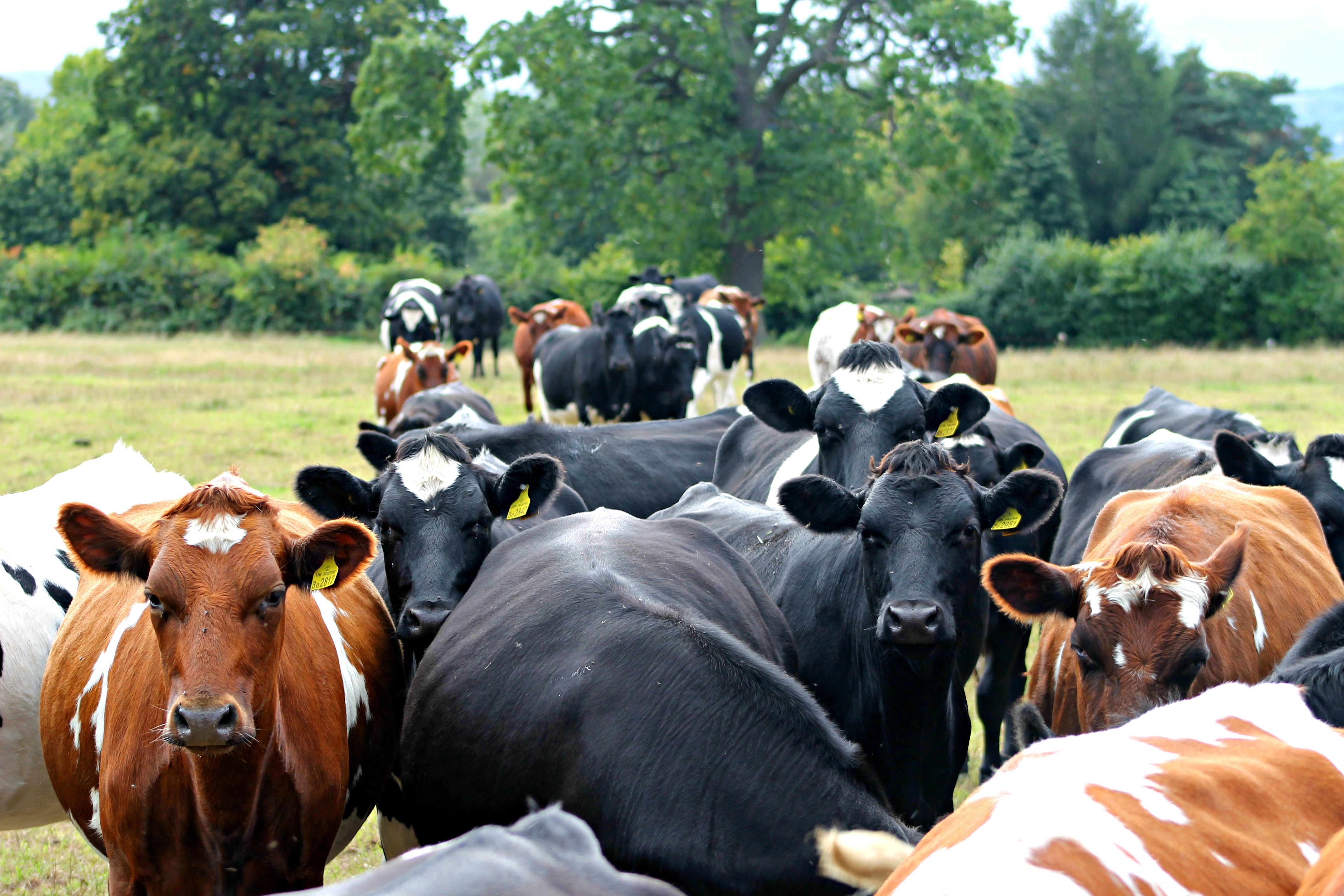 Spring calving pasture-based farmer grows business exponentially with ...