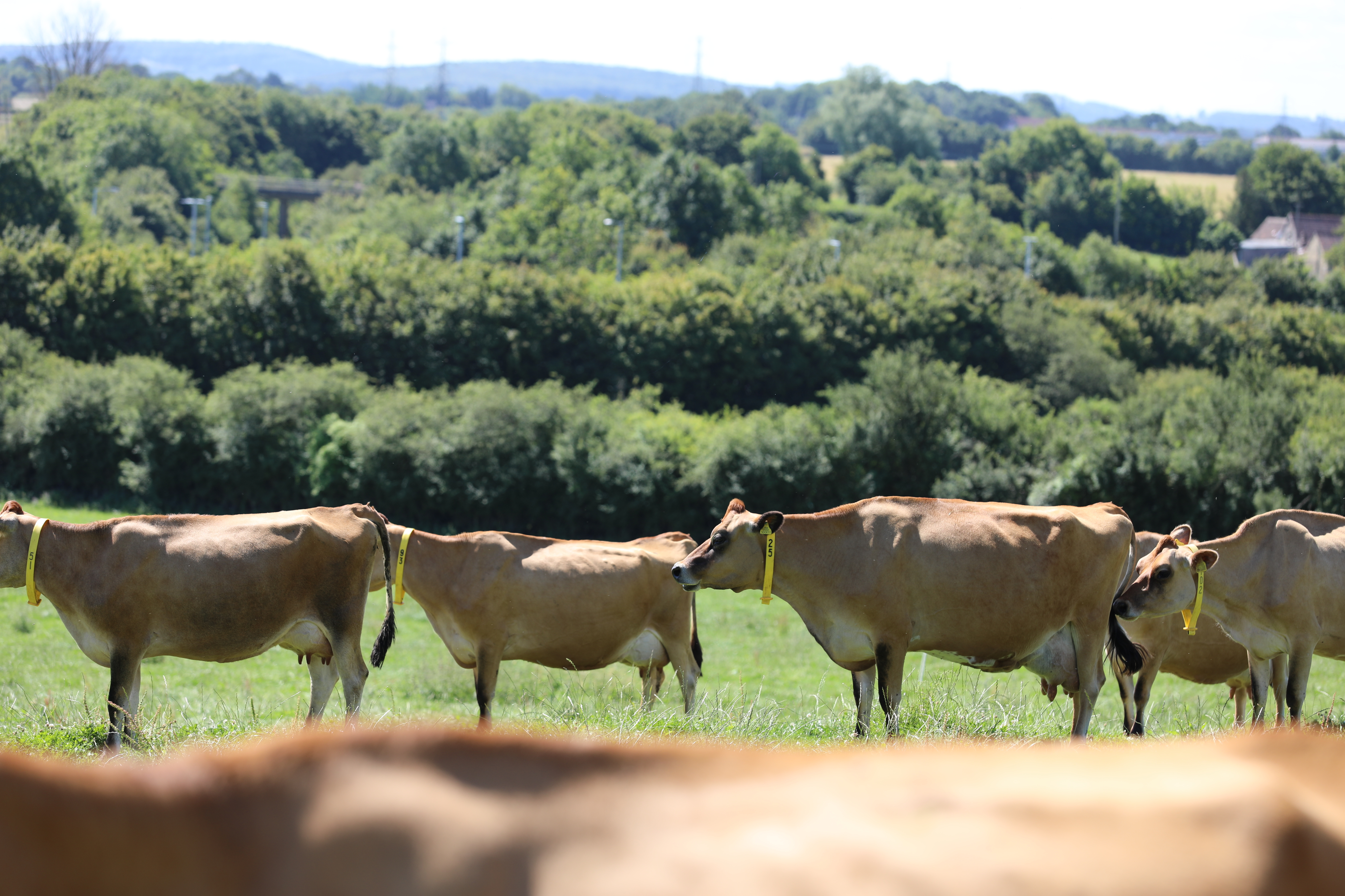 Case Study: Ivy House Dairy, Somerset - Cogent UK