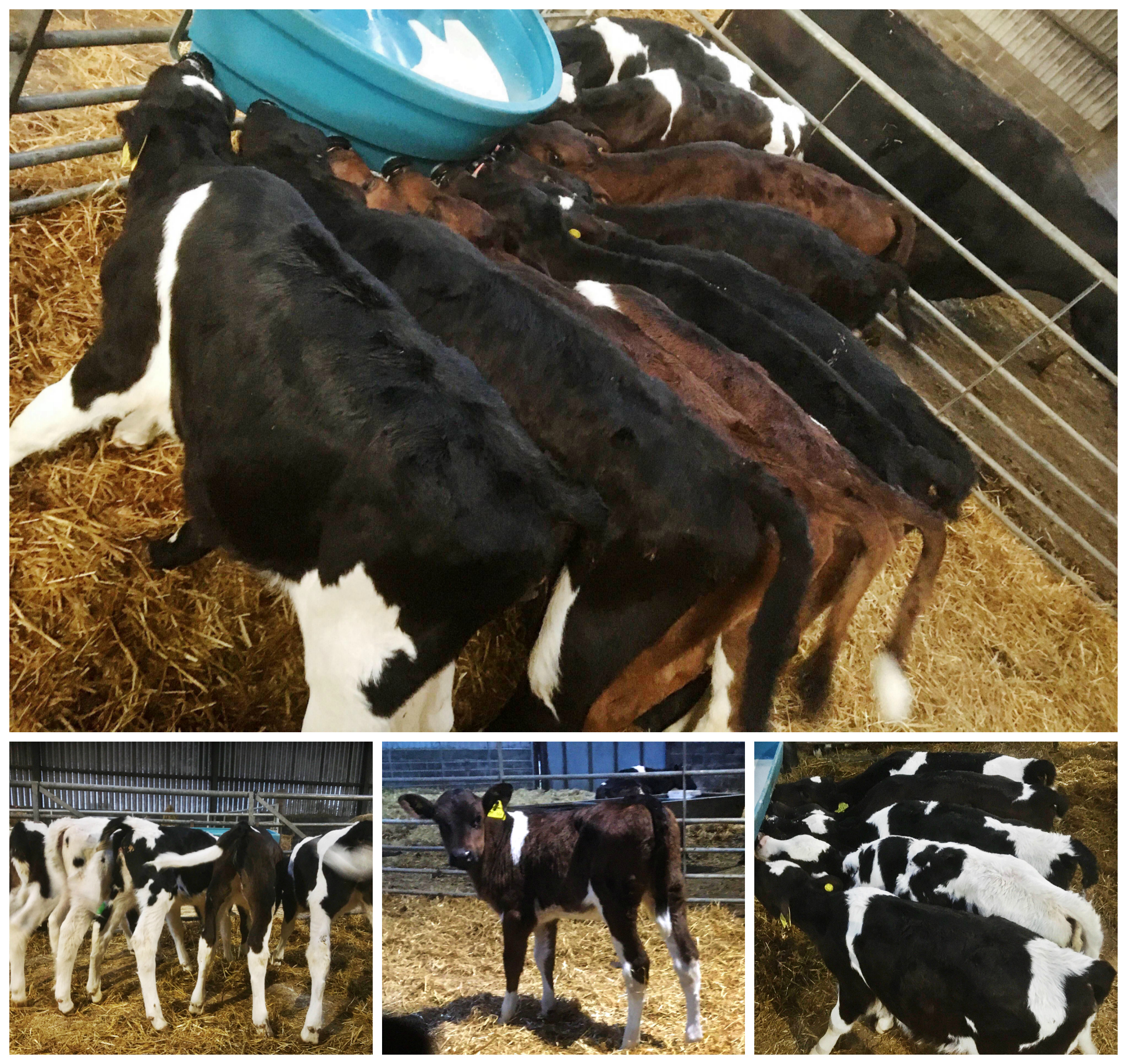 Spring-block grazing herd share success with SexedULTRA 4M® - Cogent UK