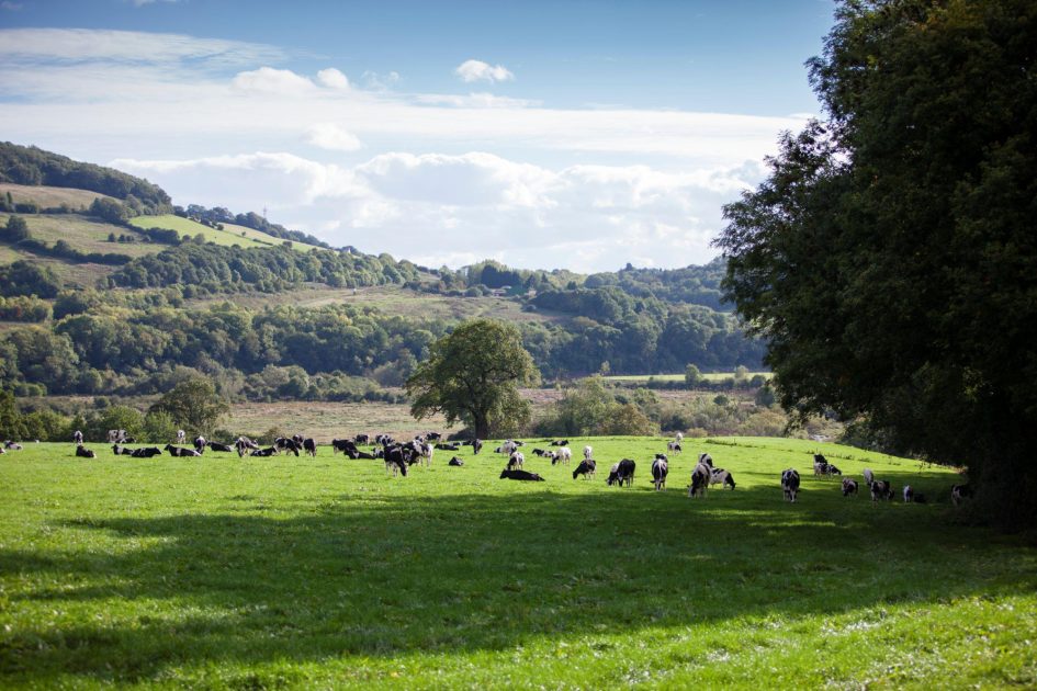 Block Calving - Achieving fertility targets with sexed semen - Cogent UK