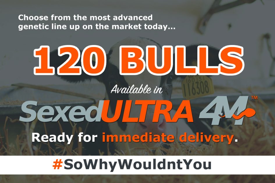 120 bulls now available in advanced sexed semen product SexedULTRA 4M ...