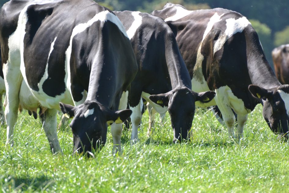 How EBI (Economic Breeding Index) improves dairy cow fertility - Cogent UK