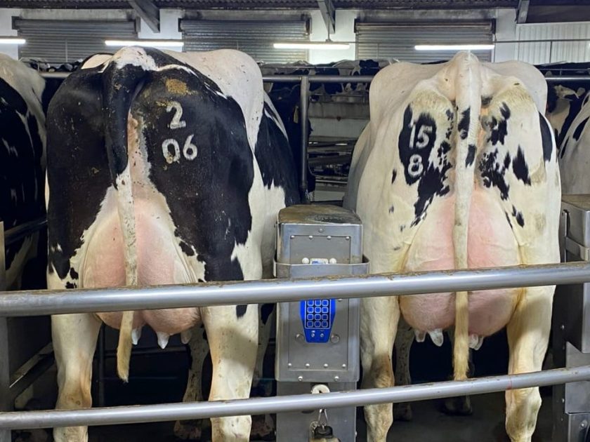 CHIEF at Willsbro Holsteins, Cornwall - Cogent UK