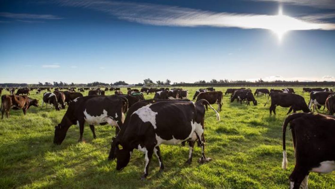 Fresh sexed semen a good bet for block calving herds - Farmers Guardian ...