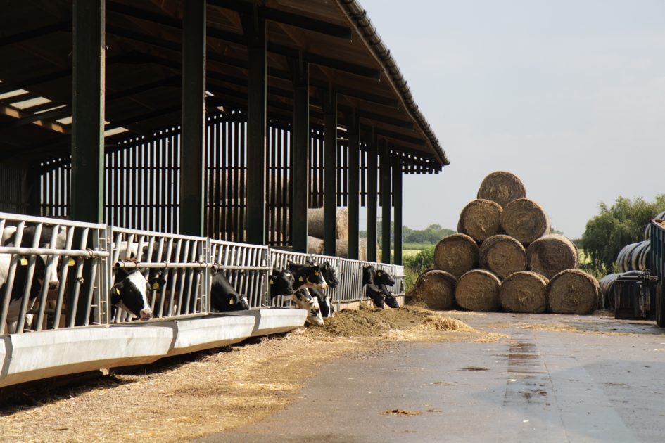 Integrating Genetics with Farm Improvements for Sustainable Dairy ...