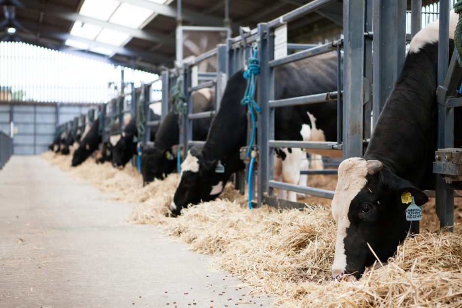 Building Better Herds: The Power of Outcross Genetics - Cogent UK