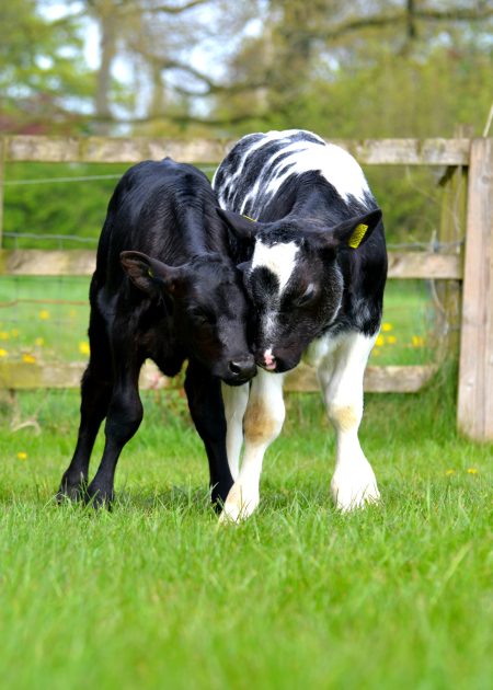 Beef Progeny Testing Programme: Redefining Beef on Dairy through Data ...