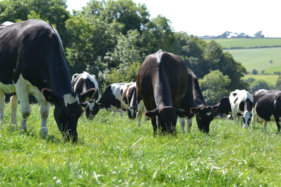 Breeding for Grass-Based Dairy Performance - Cogent UK