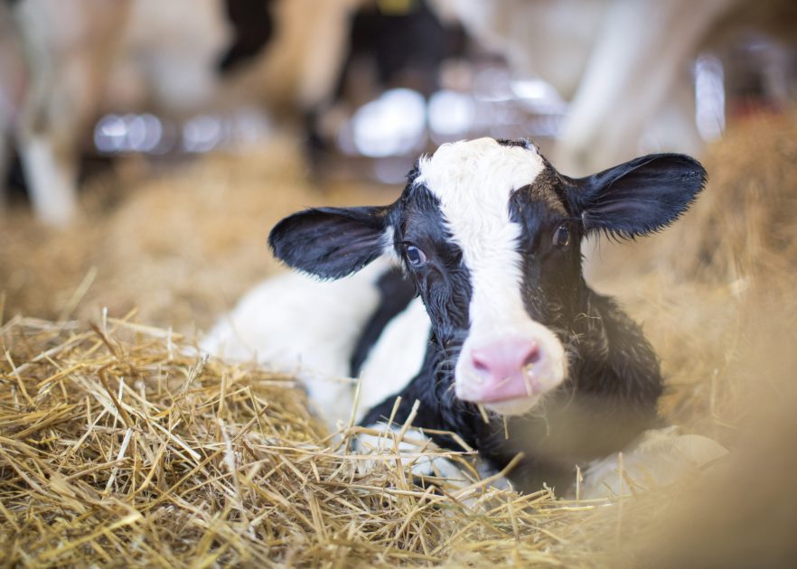 Cogent’s SexedULTRA 4M provides opportunity for profitable breeding on ...