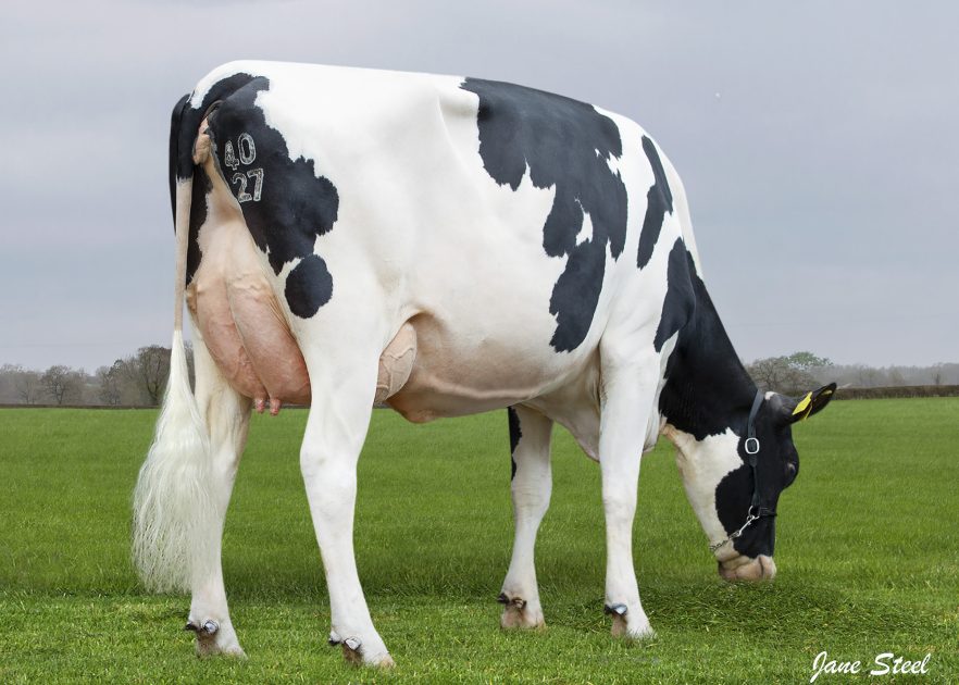 Meet Cogent's Newest Bulls with Milking Daughters: Koepon OH Robin-Red ...