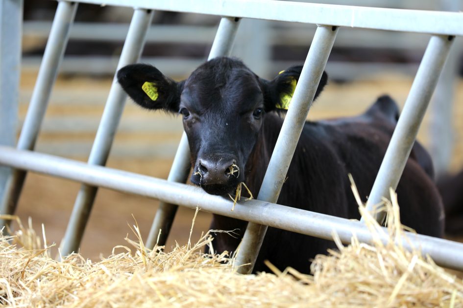 The Northern sales team visit Pathway Farming - Cogent UK