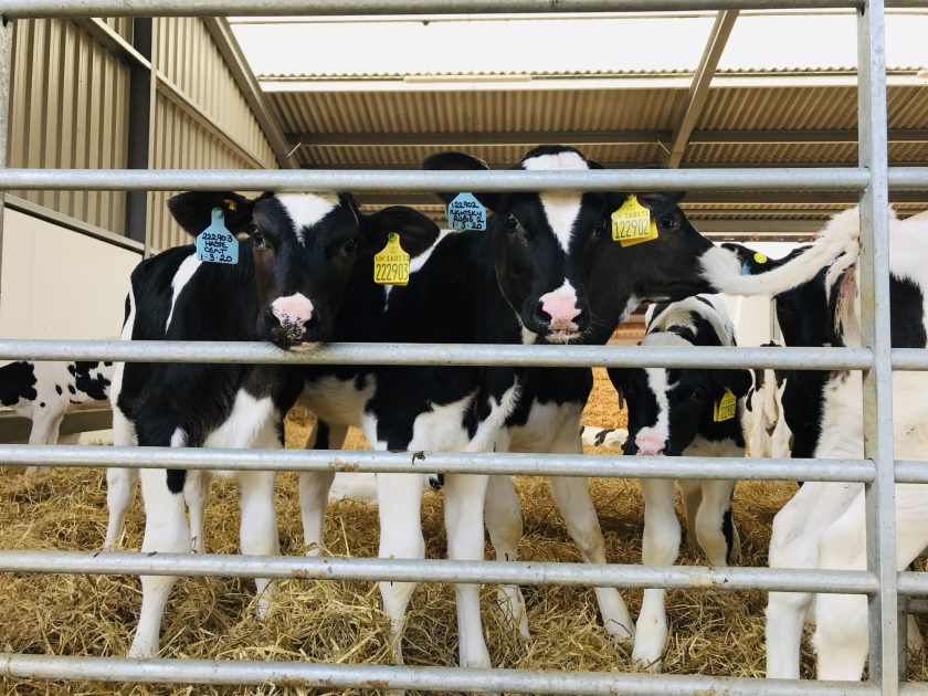 Genomic testing yields impressive herd results - Cogent UK
