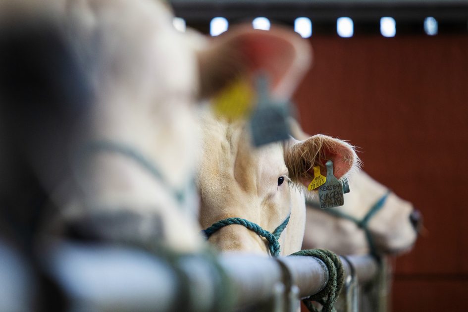 Introducing our NEW Cogent Beef Impact Catalogue for Spring 2020 ...