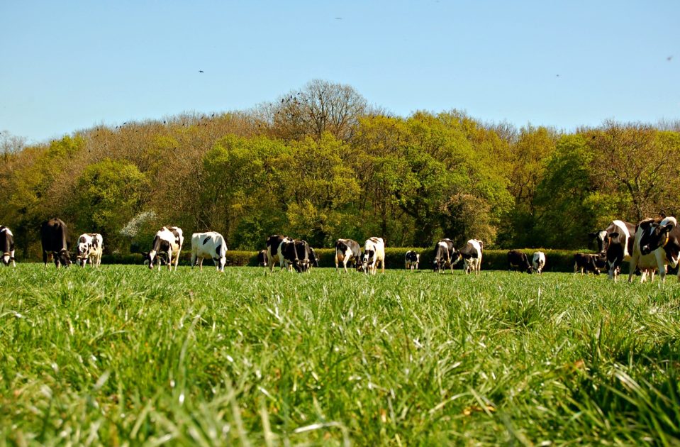 Cogent Elevates Genetic Portfolio with Exclusive Distribution ...