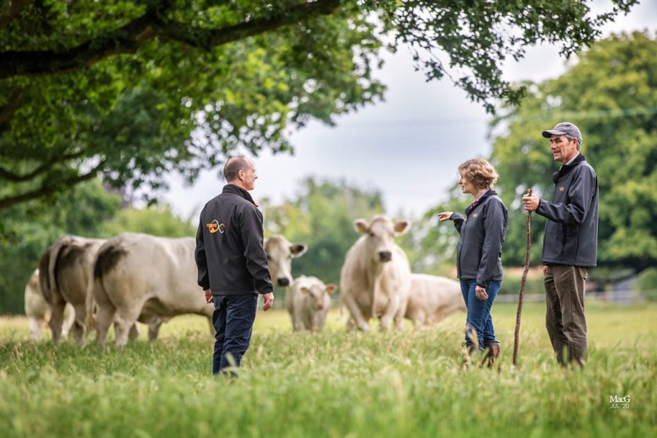 Cogent strengthens Beef Programme to add value to the beef on dairy ...