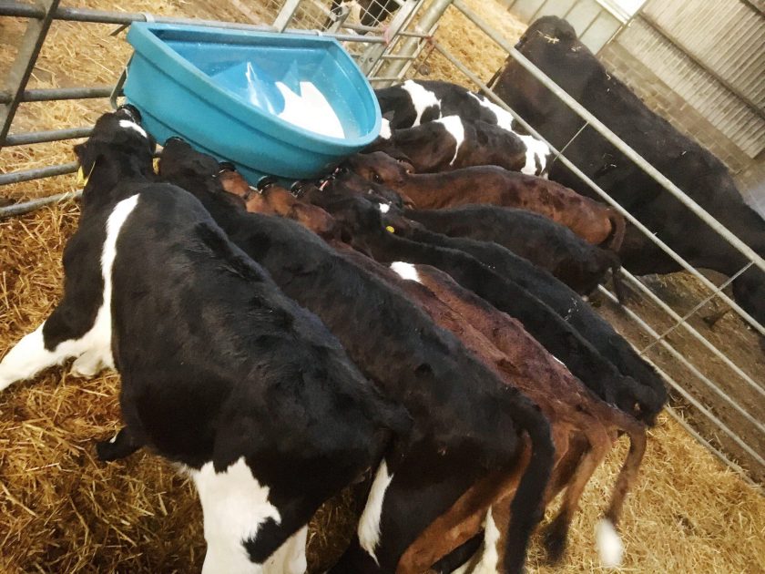 Spring-block grazing herd share success with SexedULTRA 4M® - Cogent UK