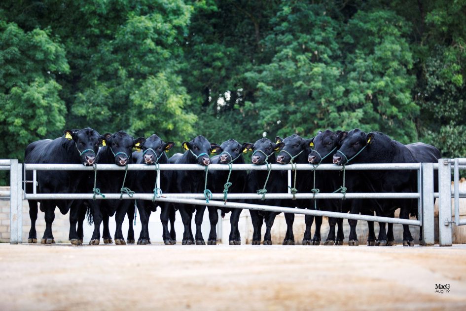 Cogent Breeding launches Triple Impact Marble - Cogent UK