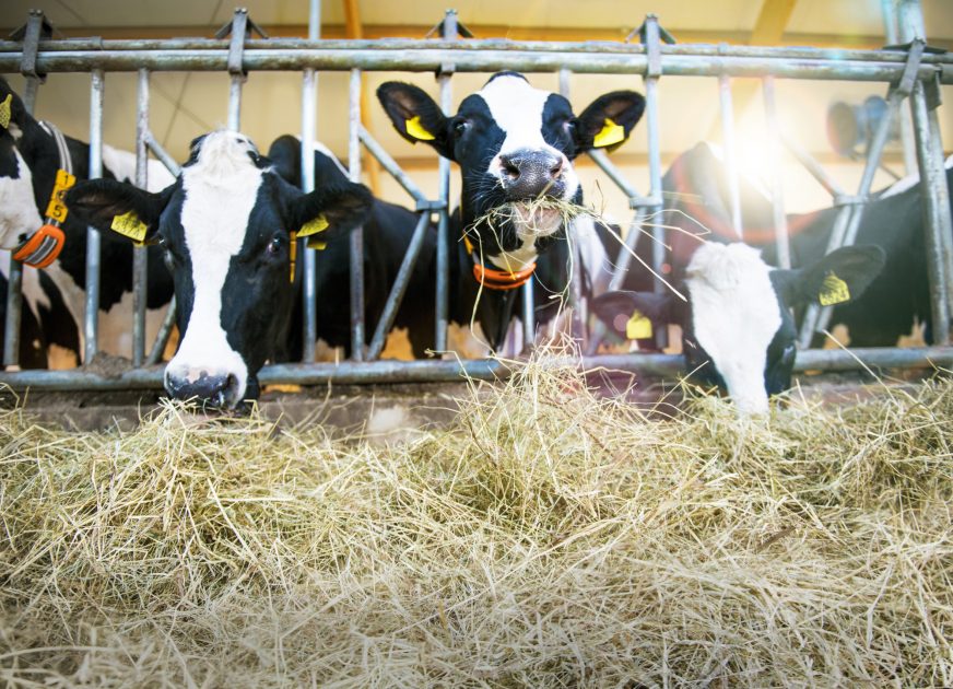 Cogent Breeding launches PrecisionCOW with Nedap - Cogent UK