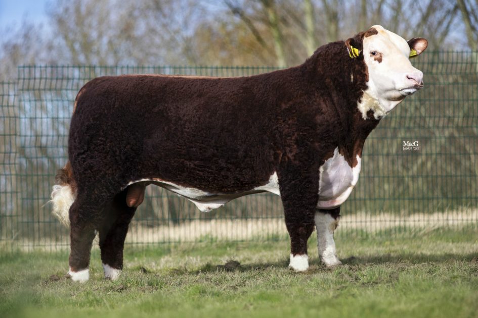 Introducing NEW Hereford sire Gouldingpoll 1 STOCKMAN - Cogent UK