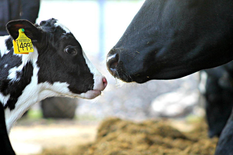 Sexed semen helps build cow numbers and improve efficiency - Cogent UK