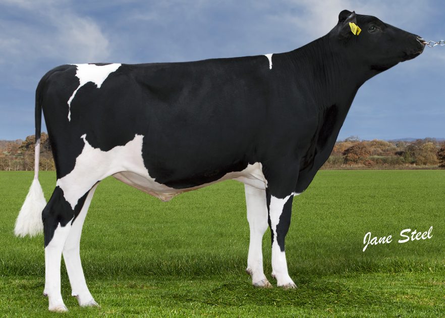 British Friesian Proof Update - December 2021 - Cogent UK