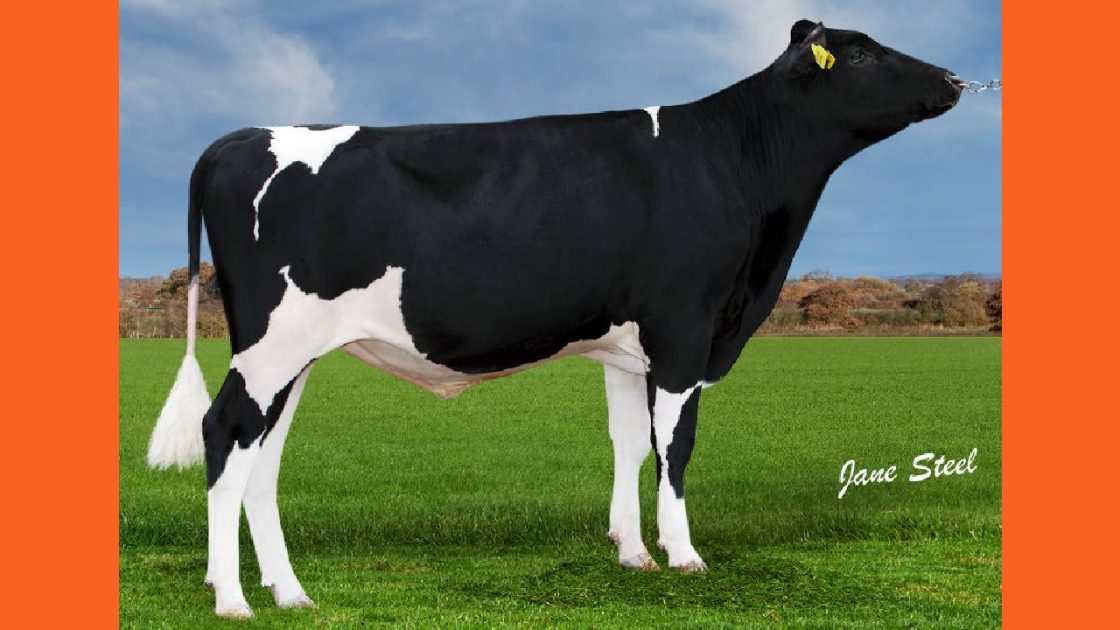 August 2022 Proof News: COGENT BULLS DOMINATE GENOMIC FRIESIAN TOP 10 ...