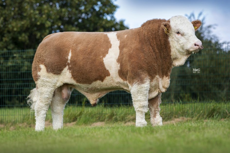 *NEW RELEASE* Kontiki adds another great cow family to our Simmental ...