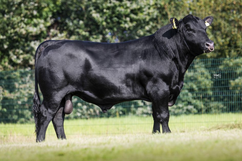 Introducing NEW Aberdeen Angus sire - Goulding Razzle Dazzle - Cogent UK