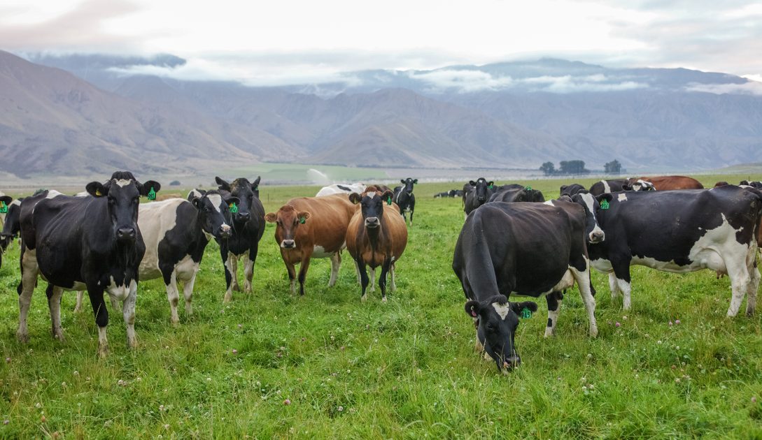 Cogent Breeding announced as exclusive LIC genetics distributor in ...