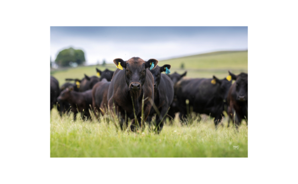 Cogent Breeding announced as genetics partner of the Gamechanger beef ...